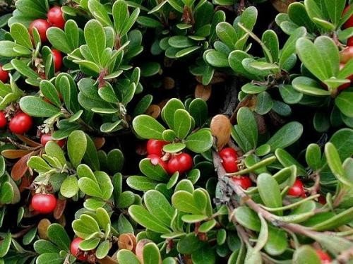 Uva Ursi Extract, Arbutin 20%-99%, 4:1,10:1, natural ingredients for skin whitening, exporter, Shaanxi Yongyuan Bio-Tech