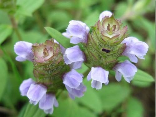 Prunella Vulgaris Extract, Selfheal Extract, 10:1 TLC, Ingredient for women health, Chinese factory supply, Yongyuan Bio