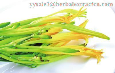 Hemerocallia Fulva extract, Hemerocallis citrine Extract, 10:1 TLC,  Manufacturer, Shaanxi Yongyuan Bio-Tech