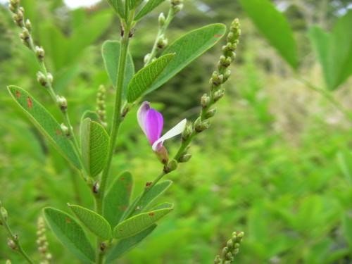 Lespedeza  P.E., Lespedeza bicolors Extract, 10:1 TLC, high quality feedstuff, Chinese factory supply, Shaanxi Yongyuan