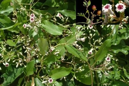 Chinese Fevervine Herb extract, Herba Paederiae Extract, 10:1 TLC, TCM Extract, Chinese fmanufacturer, Shaanxi Yongyuan