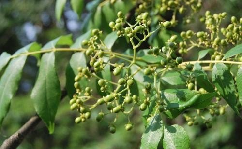Quassia Bark Extract, High quality  10:1 TLC, high quality feedstuff, Chinese factory supply, Shaanxi Yongyuan