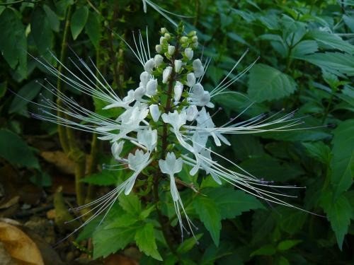 Orthosiphon Spiralis Powder, Orthosiphon aristatus Extract 10:1 TLC,TCM Extract, Chinese fmanufacturer, Shaanxi Yongyuan