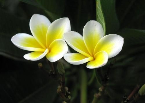Plumeria Rubra Extract 10:1 TLC, for summer heat, sunstroke, quality assured, Chinese manufacturer, Shaanxi Yongyuan Bio