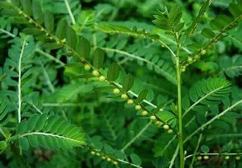 Phyllanthus Urinaria Extract, Underleaf pearl ext 10:1 TLC, quality assured, Chinese manufacturer, Shaanxi Yongyuan Bio
