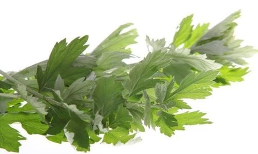 Aiye Leaf Extract, Artemisia argyi Levl Extract 10:1 TLC, high quality, Chinese manufacturer, Shaanxi Yongyuan Bio