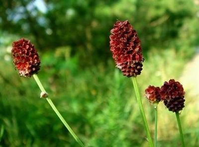 Radix Sanguisorbae Extract, Sanguisorba officinalis Extract 10:1 TLC,  Chinese manufacturer, Shaanxi Yongyuan Bio
