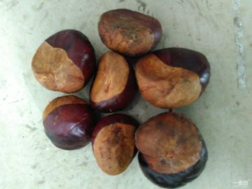 Chinese manufacturer  Horse Chestnut Extract,  Aescin 20% - 98%, Eur.Pharm Standard, 100% natural, Shaanxi Yongyuan Bio
