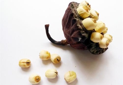Lotus seed Extract 10:1 TLC, Functional food ingredient, quality assured, Chinese manufacturer, Shaanxi Yongyuan Bio