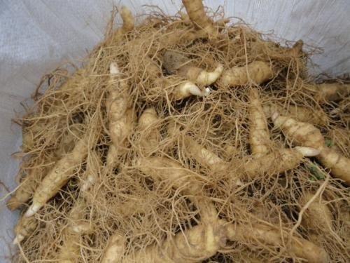 Polygonatum odoratum Extract 5:1 10:1 TLC, High quality, customized, Chinese manufacturer, Shaanxi Yongyuan Bio