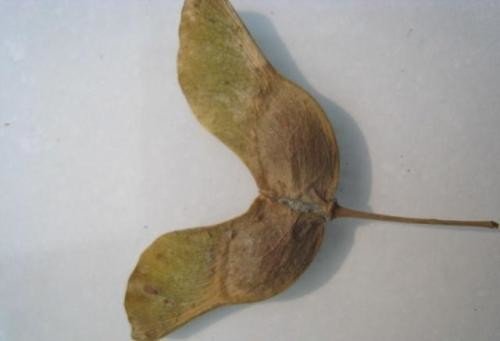 Acertruncatum kernel Extract, Nervonic Acid 90%GC, CAS No.: 506-37-6, Chinese manufacturer, Shaanxi Yongyuan Bio