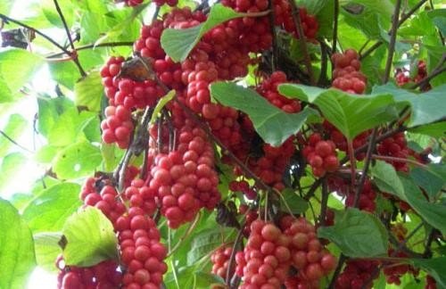 Schisandra chinensis Extract, Schisandrins 2%,5%,9%,  CAS No.: 7432-28-2, Chinese manufacturer, Shaanxi Yongyuan Bio