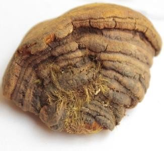 Phellinus igniarius Extract, Polysaccharide 25%,Common Phellinus,TCM Extract, Chinese manufacturer, Shaanxi Yongyuan Bio