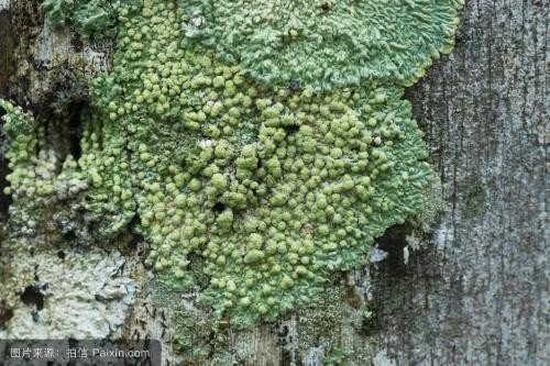 Iceland Moss Extract, Cetraria islandica Extract,10:1TLC,Chinese manufacturer,supplement ingredient,Shaanxi Yongyuan Bio