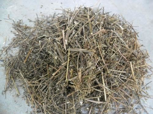 Herba Elsholtziae Extract, Mosla chinensis Extract, 10:1 TLC, TCM Extract, Chinese manufacturer, Shaanxi Yongyuan Bio