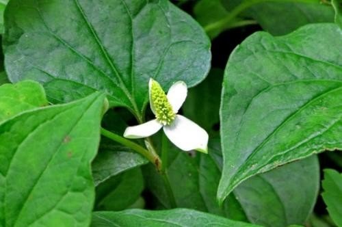 Fish mint Extract, Fishwort Extract, Houttuynia cordata Extract, TCM Extract, Chinese manufacturer, Shaanxi Yongyuan Bio