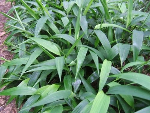 Lophatherum Gracile Extract, 10:1 TLC, Common Lophatherum Herb,TCM Extract, Chinese manufacturer, Shaanxi Yongyuan Bio