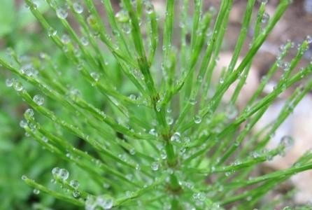 Horsetail Extract, Equisetum Arvense Extract, 7% silica, Chinese manufacturer, TCM Extract, Shaanxi Yongyuan Bio