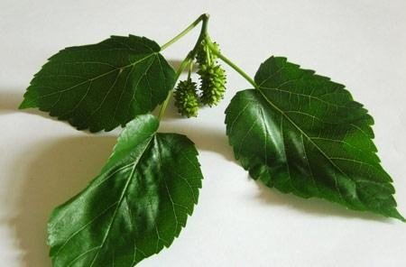 Mulberry Leaf Extract, 1-DNJ 1%-10%HPLC,  Mulberry Leaf Flavonoids, CAS No.: 19130-96-2, Shaanxi Yongyuan Bio