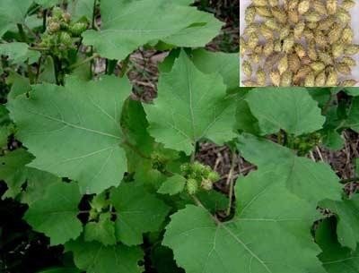Xanthium Strumarium Extract, Cocklebur Extract, Chinese manufacturer, 10:1 TLC, TCM Extract,  Shaanxi Yongyuan Bio