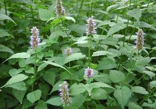 Agastache rugosus extract, Indian mint Extract, 10:1 TLC, TCM Extract, Chinese manufacturer, Shaanxi Yongyuan Bio
