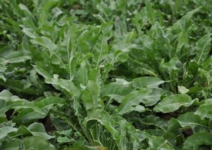 Chinese manufacturer SUPPLY Isatis Root Extract, Radix isatidis P.E., 10:1 TLC, TCM Extract, Shaanxi Yongyuan Bio