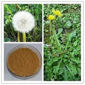 Chinese manufacturer Dandelion Extract, Dandelion root P.E.,Total flavone 3%,5% UV, TCM Extract, , Shaanxi Yongyuan Bio