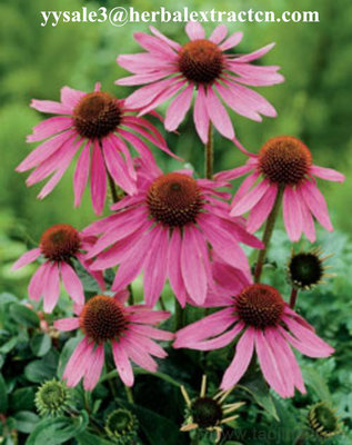 Echinacea purpurea Extract, Phenolics4% 7%, Cichoric acid, Echinacosid, Chinese manufacturer, Shaanxi Yongyuan Bio
