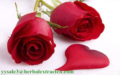Rose extract, Rose flower extract, 5:1, 장미추출분말, natural ingredient, Chinese manufacturer, Shaanxi Yongyuan Bio