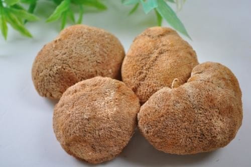 Chinese manufacturer export Lions mane mushroom extract, Hericium Erinaceus Extract,  20%,4:1, Shaanxi Yongyuan Bio