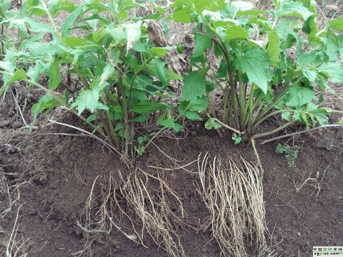 Valerian Root Extract,Valeriana officinalis Extract,Valerianic Acid 0.2%-0.8%,Chinese manufacturer, Shaanxi Yongyuan Bio