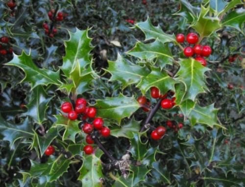 TCM Extract, high quality,Mistletoe extract,Viscum coloratum Extract,10:1 TLC,Chinese manufacturer, Shaanxi Yongyuan Bio