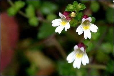 Eyebright Extract, Euphrasia officinalis extract, 10:1 TLC. stock available, Chinese manufacturer, Shaanxi Yongyuan Bio