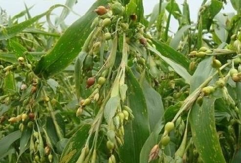 Semen Coicis Extract, Job's tear Extract, coixseed Exatract, 10:1 TLC. Chinese manufacturer, Shaanxi Yongyuan Bio