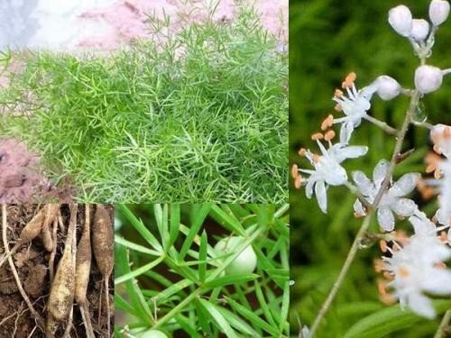 Asparagus Root Extract, 10:1 TLC. Asparagus cochinchinensis Extract, Chinese manufacturer, Shaanxi Yongyuan Bio