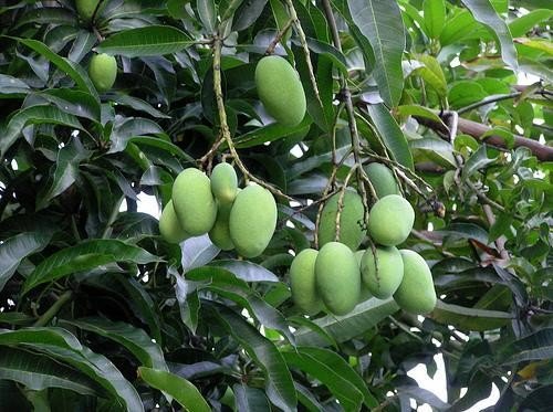 Mangiferin 98% HPLC, Mangifera indica Extract, CAS No.: 4773-96-0, Chinese manufacturer, Shaanxi Yongyuan Bio