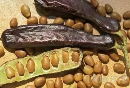 Carob Extract, Ceratonia siliqua Extract, 10:1, food and cosmetic ingredient, Chinese manufacturer, Shaanxi Yongyuan Bio