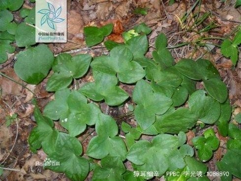 Liver Leaf Extract Powder, Hepatica Extract, 10:1 TLC, Chinese manufacturer, Shaanxi Yongyuan Bio