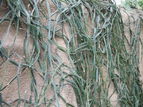 Cissus Quadrangularis Extract, 5:1,10:1, TLC, Weight loss INGREDIENT, Chinese manufacturer, Shaanxi Yongyuan Bio