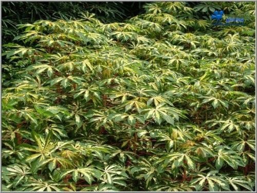 Manioc Leaf Extract, Manioc Leaf Extract powder, 10:1 TLC,  Chinese manufacturer, Shaanxi Yongyuan Bio