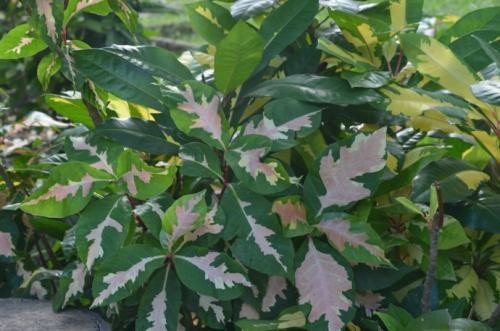 Graptophyllum Pictum Extract, 10:1 TLC,  Graptophyllum pictum aqueous extract,Chinese manufacturer, Shaanxi Yongyuan Bio
