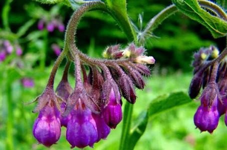 Comfrey Extract, Symphytum Officinale Extract,  10:1 TLC, 100% Natural, TCM, Chinese manufacturer, Shaanxi Yongyuan Bio