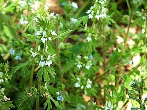 Marrube Extract, Horehound Extract Powder, 10:1, women health care ingredient,Chinese manufacturer, Shaanxi Yongyuan Bio