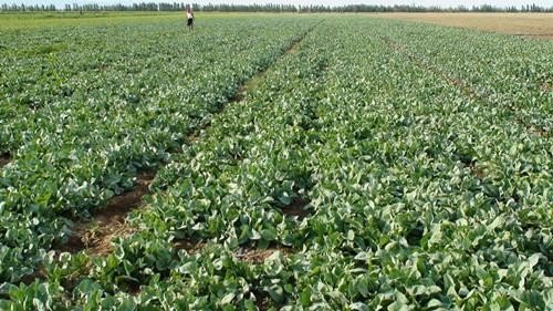 Isatis Root Extract, Radix isatidis P.E., TCM Extract, 10:1 TLC, Chinese manufacturer, Shaanxi Yongyuan Bio