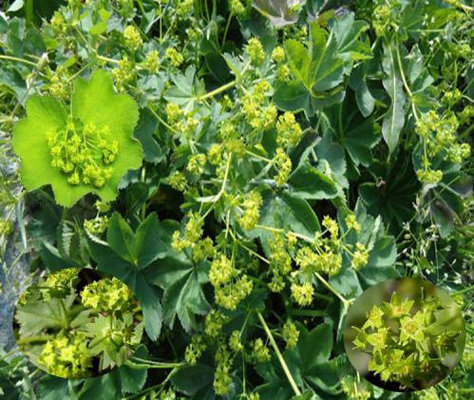 Alchemilla Vulgaris Extract, Lady's mantle Extract, Frauenmantel-Extrakt, 10:1Chinese manufacturer, Shaanxi Yongyuan Bio