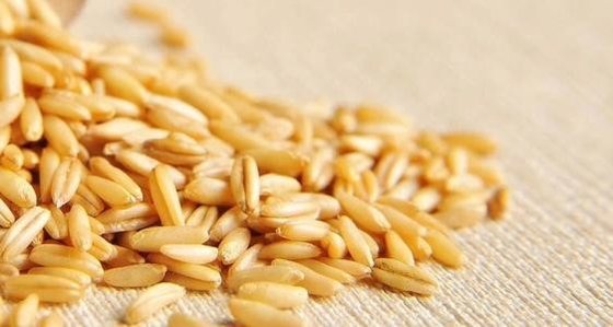Avena Sativa Extract, Oat Extract, beta glucan 20%-70%, CAS No.: 9041-22-9, Factory,Shaanxi Yongyuan Bio