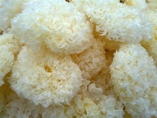 Snow fungus extract, White jelly mushroom Extract, Tremella Fuciformis, Polysaccharides10-30%UV, Shaanxi Yongyuan