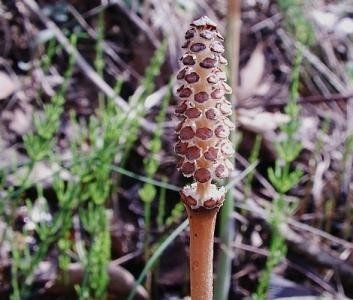 Horsetail P.E, 10:1 TLC, Equisetum Arvense Extract, 7%silica,Horsetail Extract Powder,Manufacturer, Shaanxi Yongyuan Bio