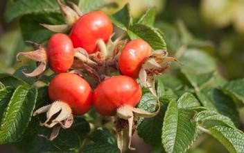 Roselle Extract Powder,5:1 TLC, Hibiscus Sabdariffa Extract, Chinese manufacturer, high quality, Shaanxi Yongyuan Bio