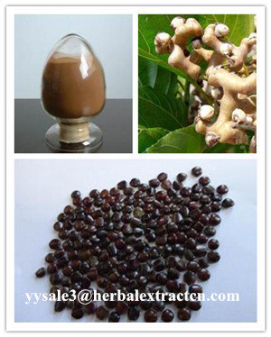 factory Oriental raisin tree Extract, 헛개나무 추출물 분말 5:1, quality assrued, Hovenia dulcis Extract, Shaanxi Yongyuan Bio